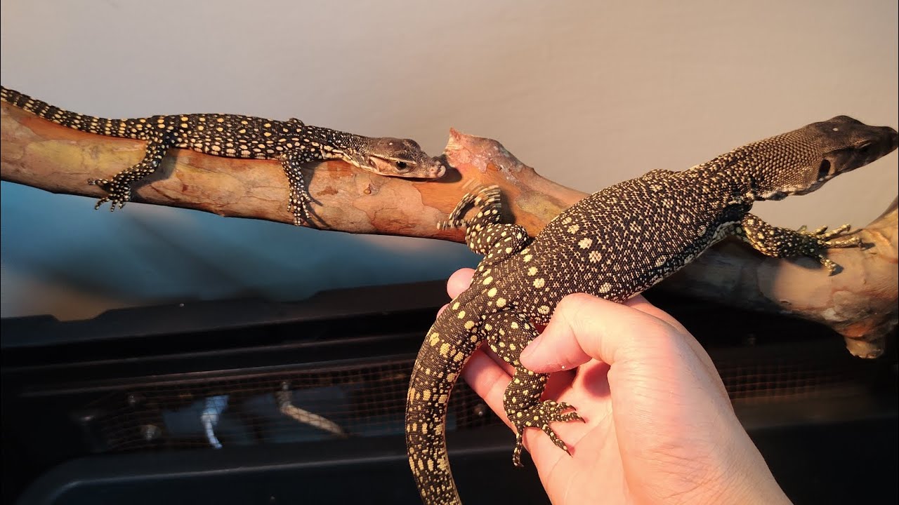 "Bayawak" Asian Water Monitor Lizard eating dubia roaches 😋 - YouTube