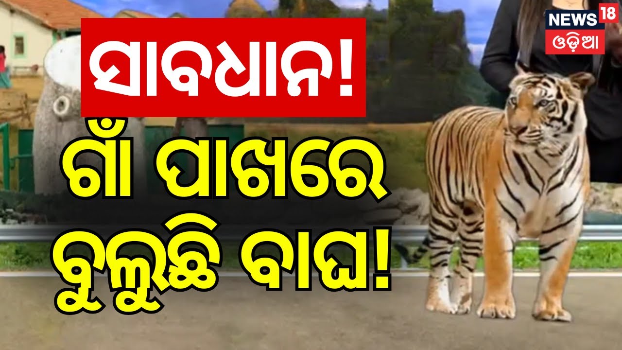 ସାବଧାନ ! ରାସ୍ତାରେ ବୁଲୁଛି ବାଘ ! । Tiger Spotted in Boudha। Odisha ...