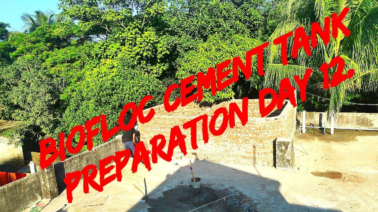 Biofloc cement tank preparation day-12 {18/11/19}. বায়োফ্লক সিমেন্ট ...
