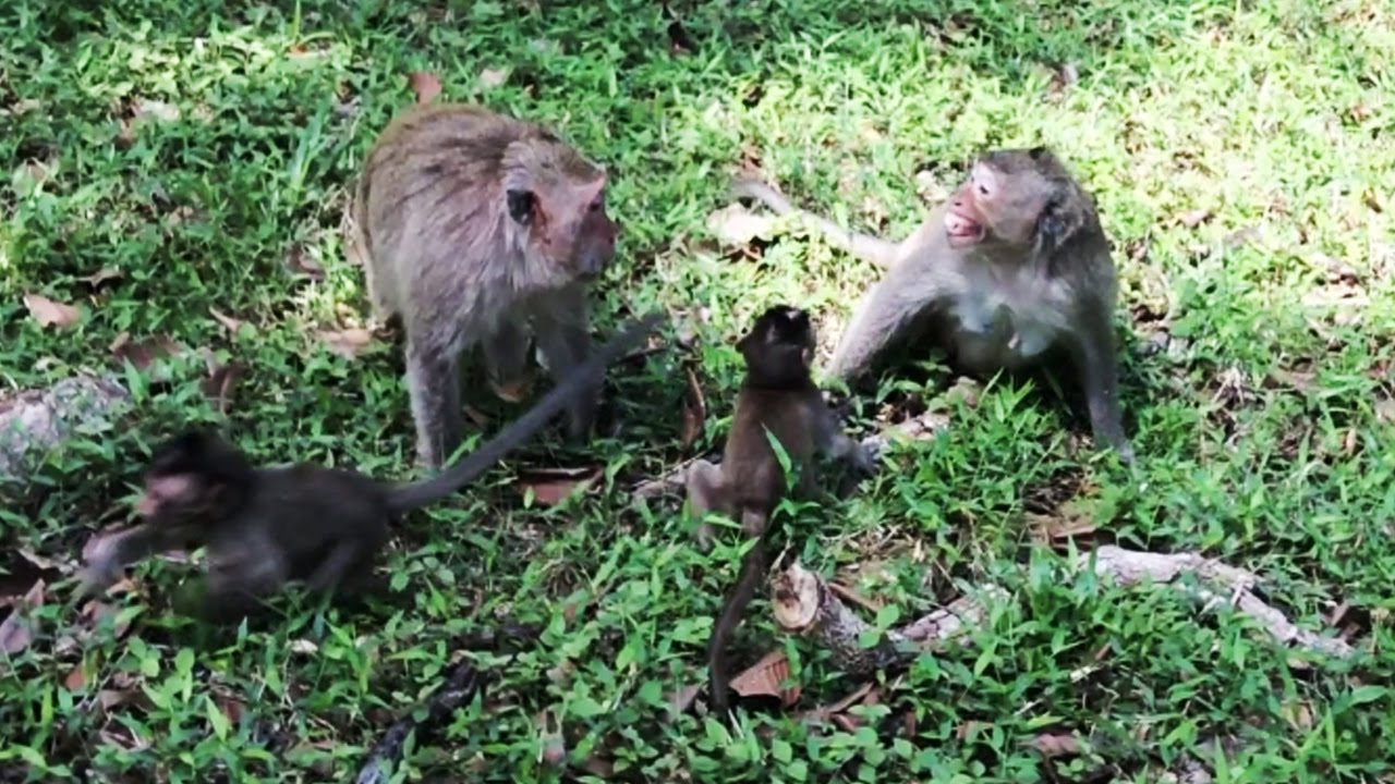 The real of monkeys life - Tube BBC - YouTube