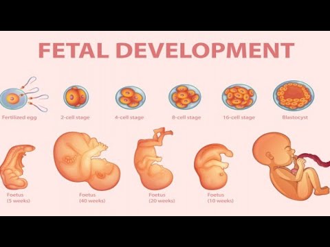 Animated Fetus movement " Animated Fetus Growth in Gastational period ...