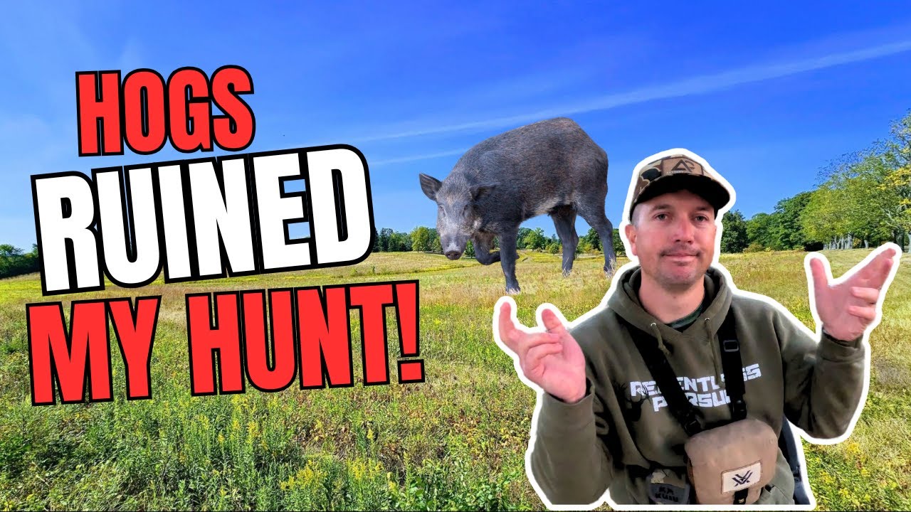 MASSIVE Texas Feral Hogs Charge Into Feeder And RUIN A Deer Hunt! - YouTube