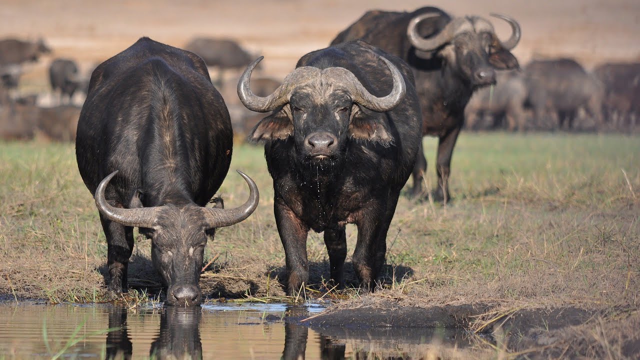 | वन भैंसा | van bhaisa | छत्तीसगढ़ का राजकीय पशु - YouTube