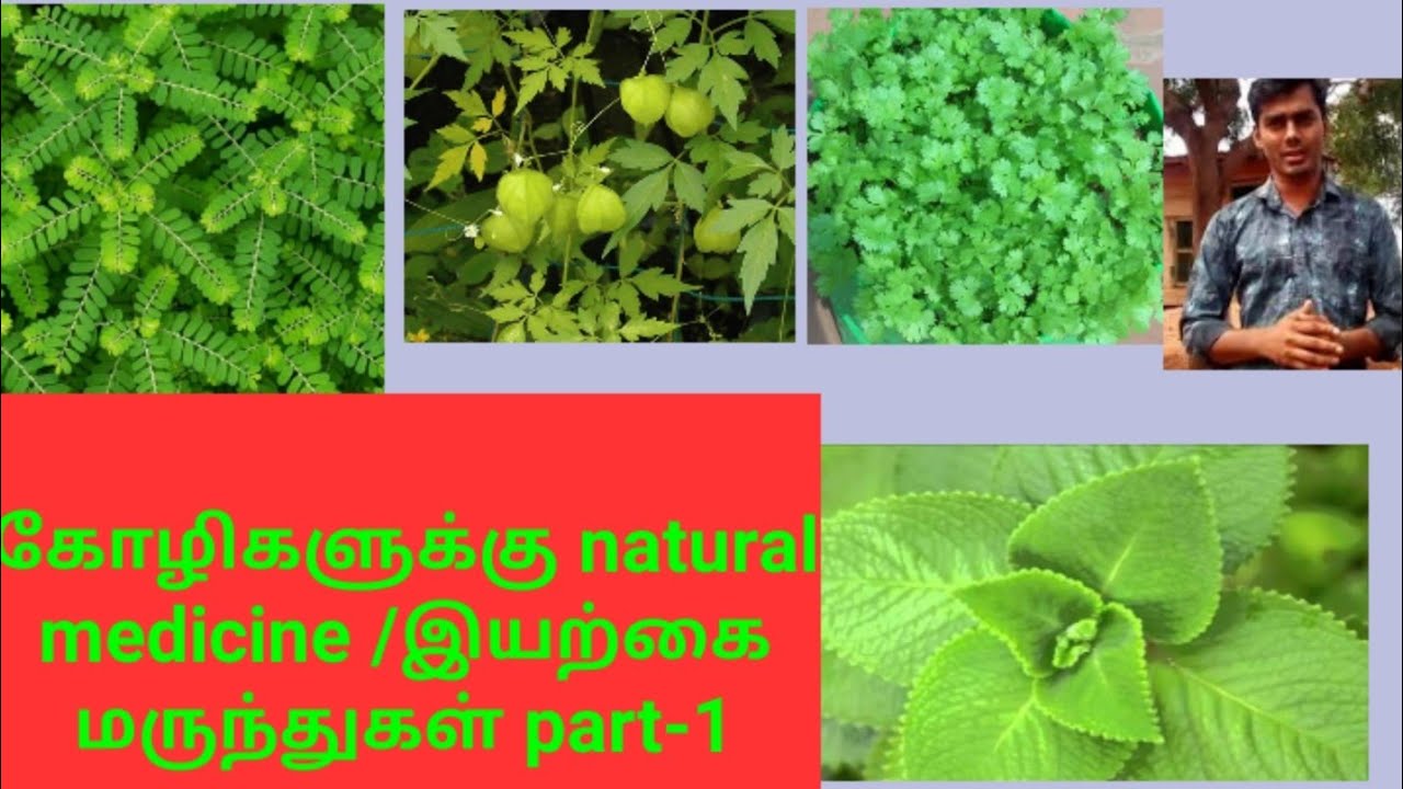 கோழி நோய்க்கு natural medicine |organic medicine |natural farming ...