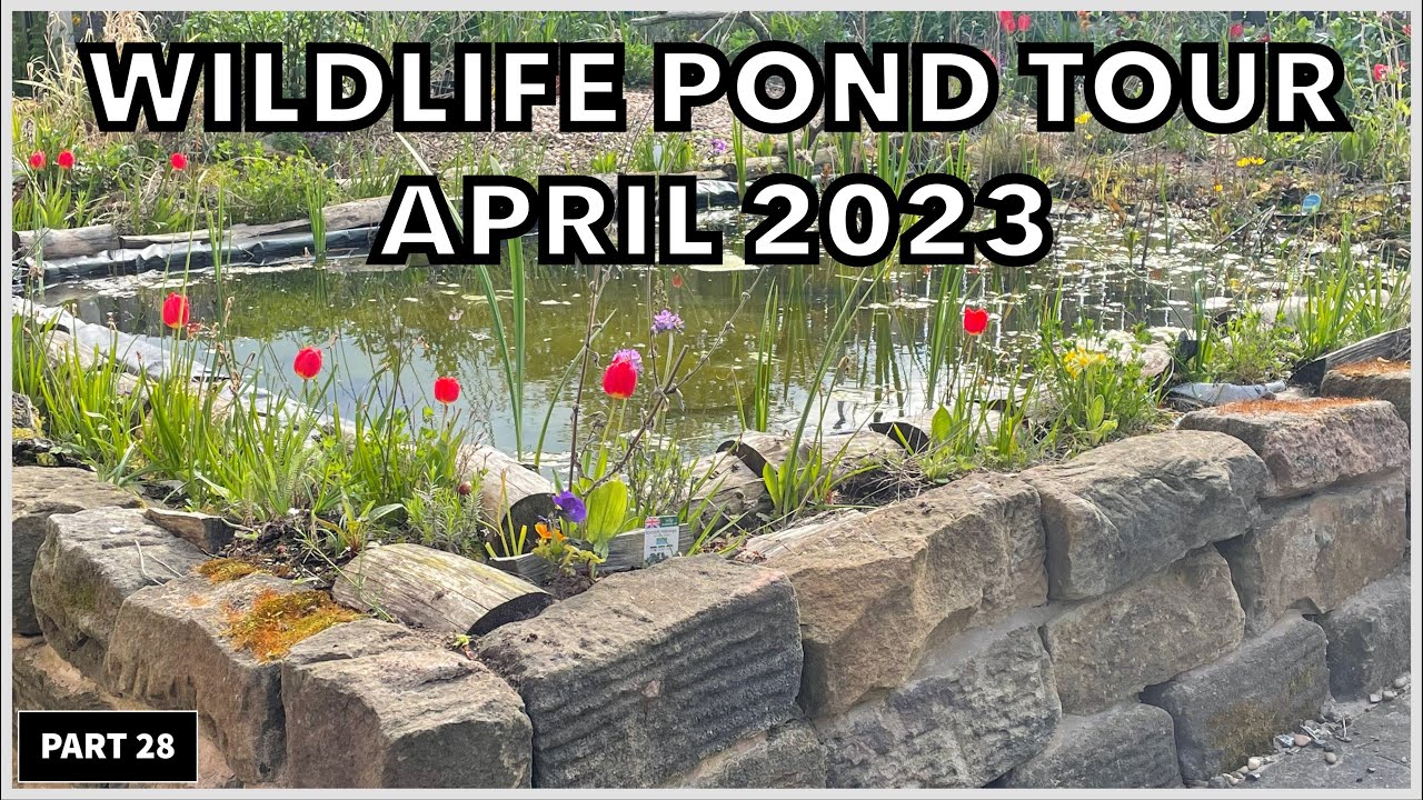 How To Create A Wildlife Pond Like This ? Here we show you our wildlife ...