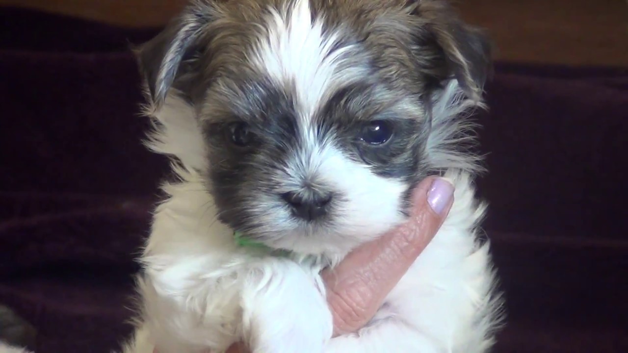 Lady & The Tramp Havanese Litter 5 weeks - YouTube
