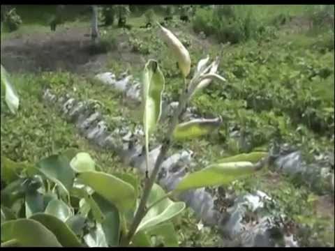 Лучшее средство от муравьев и тли на деревьях - YouTube