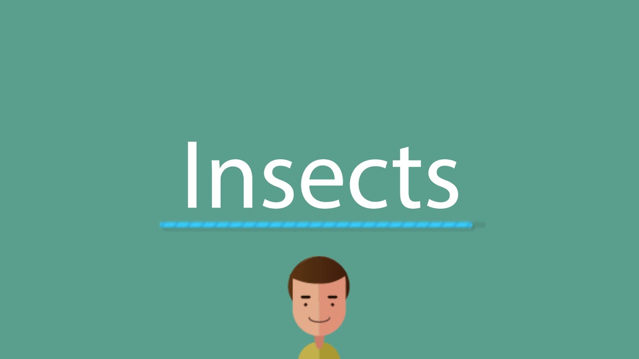 Insects pronunciation - YouTube