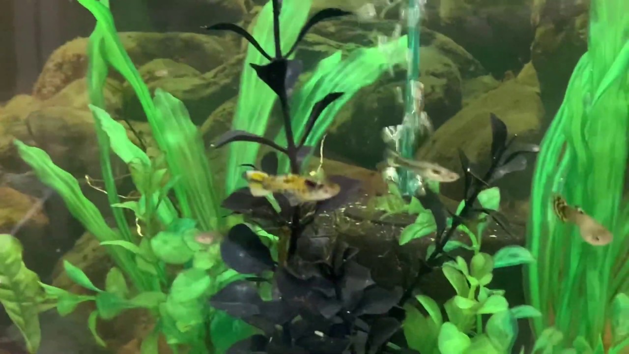 Rainbow tiger endler colony - YouTube