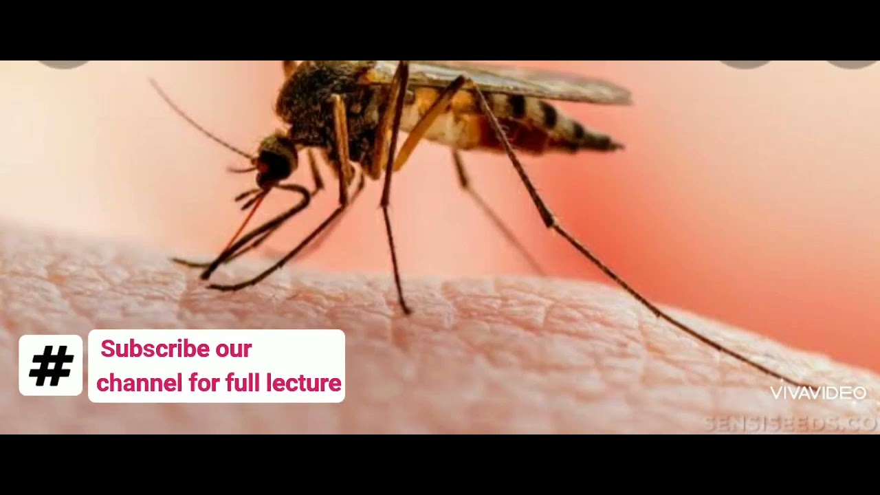 Malaria | Example of Biological problem | solving a biological problem ...