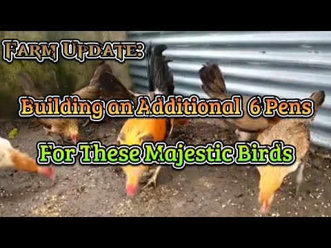 Building an Additional 6 Breeding Pens for These Majestic Birds - YouTube