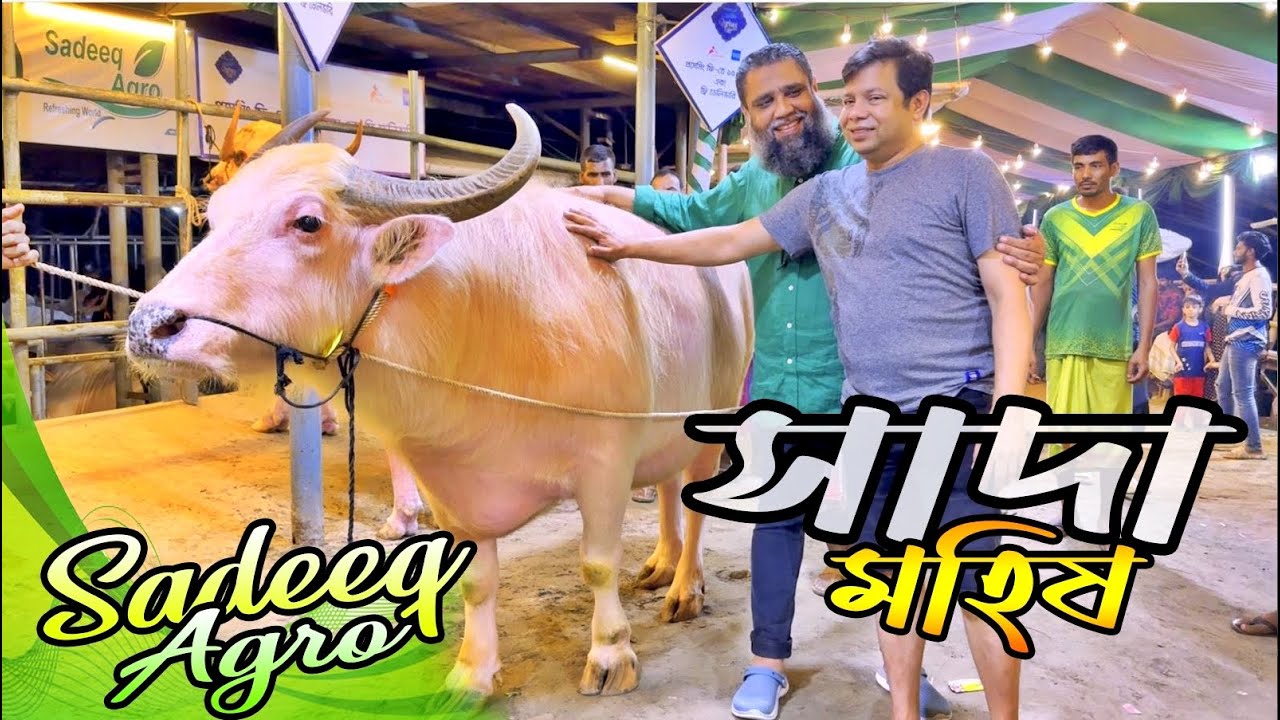 সাদা মহিষ, হাজার কেজির শাহীওয়াল, | Sadeeq Agro Exclusive Bull | - YouTube