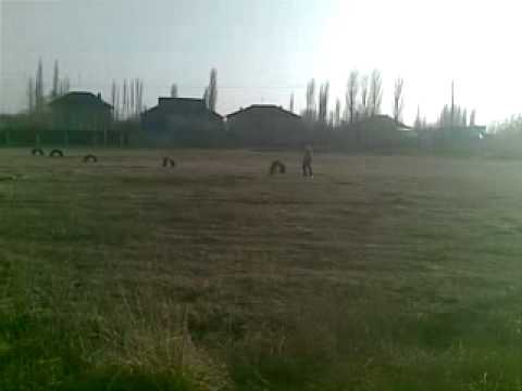 Xacmaz Gulalan kendi