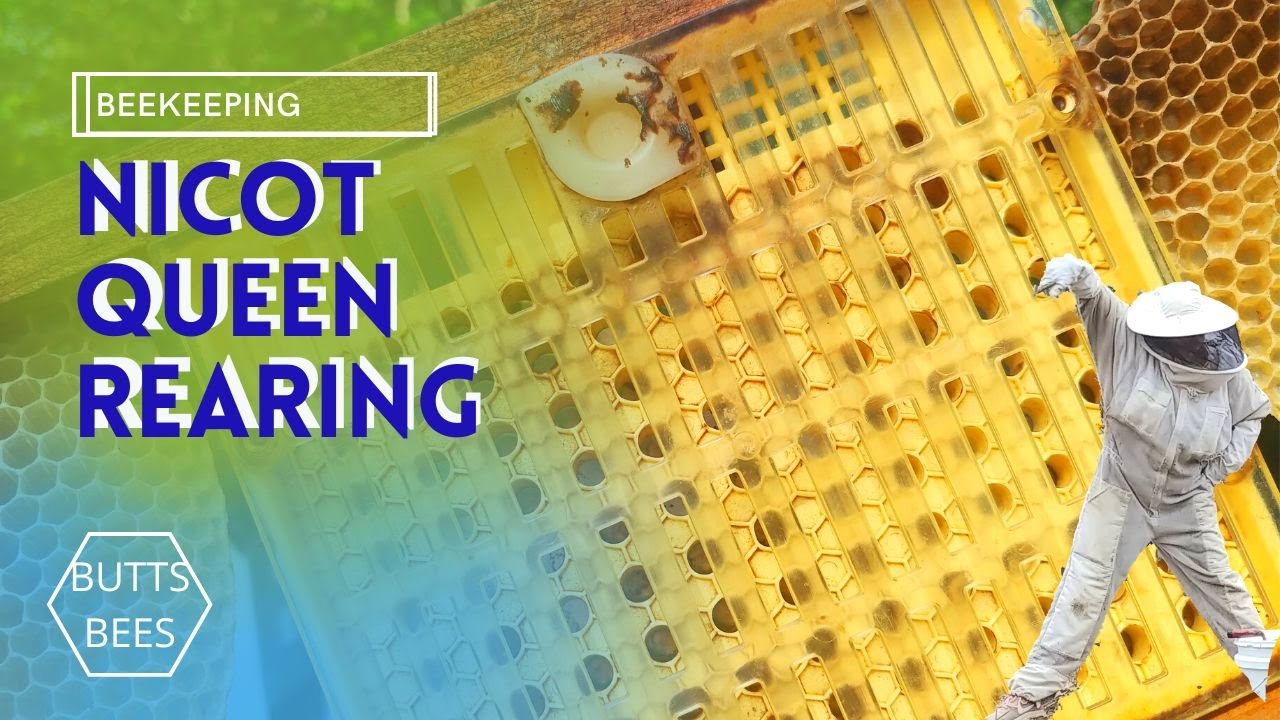 HOW TO USE THE NICOT QUEEN REARING SYSTEM_ Raising Your Own Queen Bees - YouTube