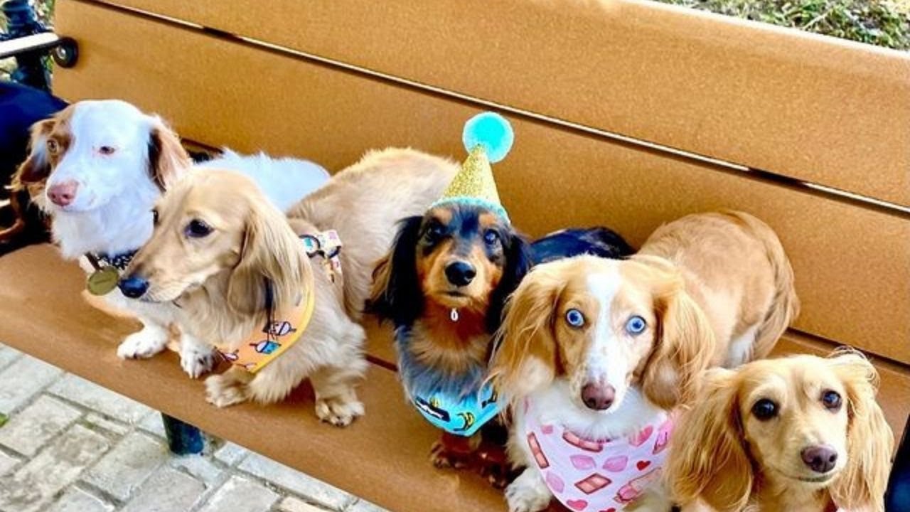 Funny weiner dogs world , Cute and playful Dachshund dogs Instagram ...