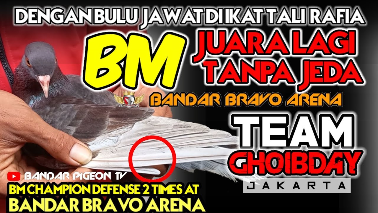 BM JUARA LAGI//MERPATI KOLONG//MERPATI LOVERS//SEMPRANG CHANNEL ...