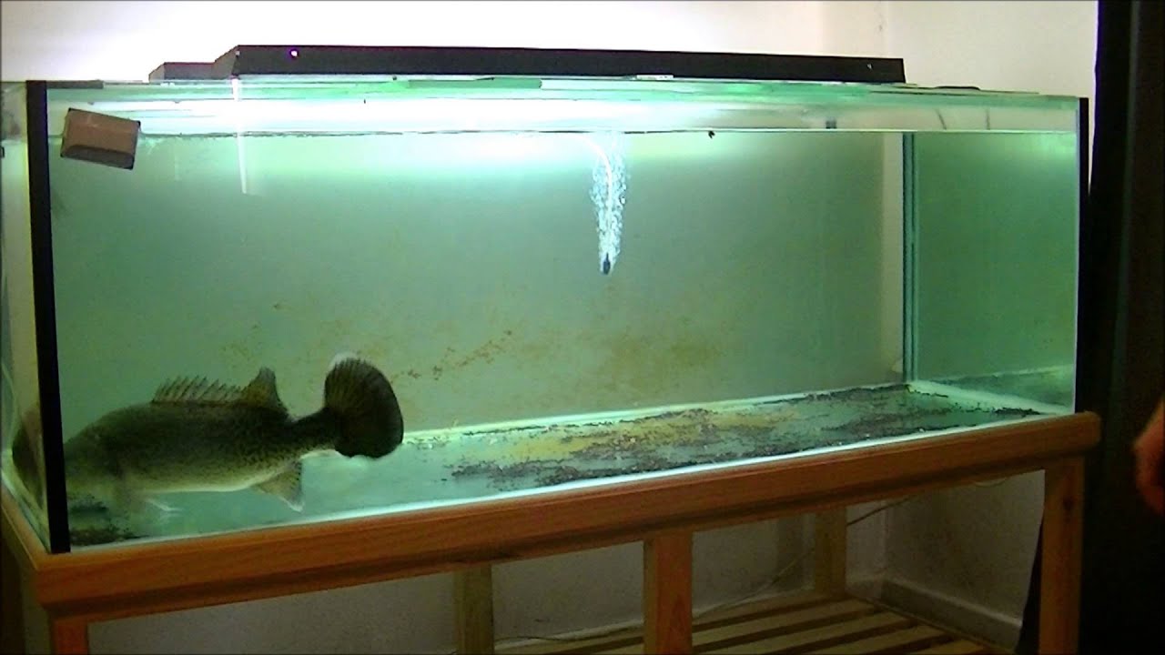 Feeding Murray cod - YouTube