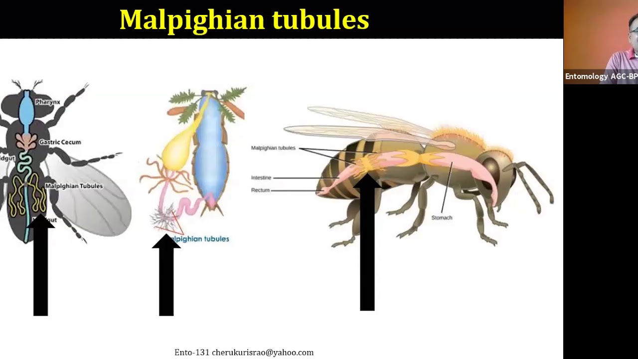 Prof Cherukuri Ento 131 L 15 Insect Excretory System - YouTube