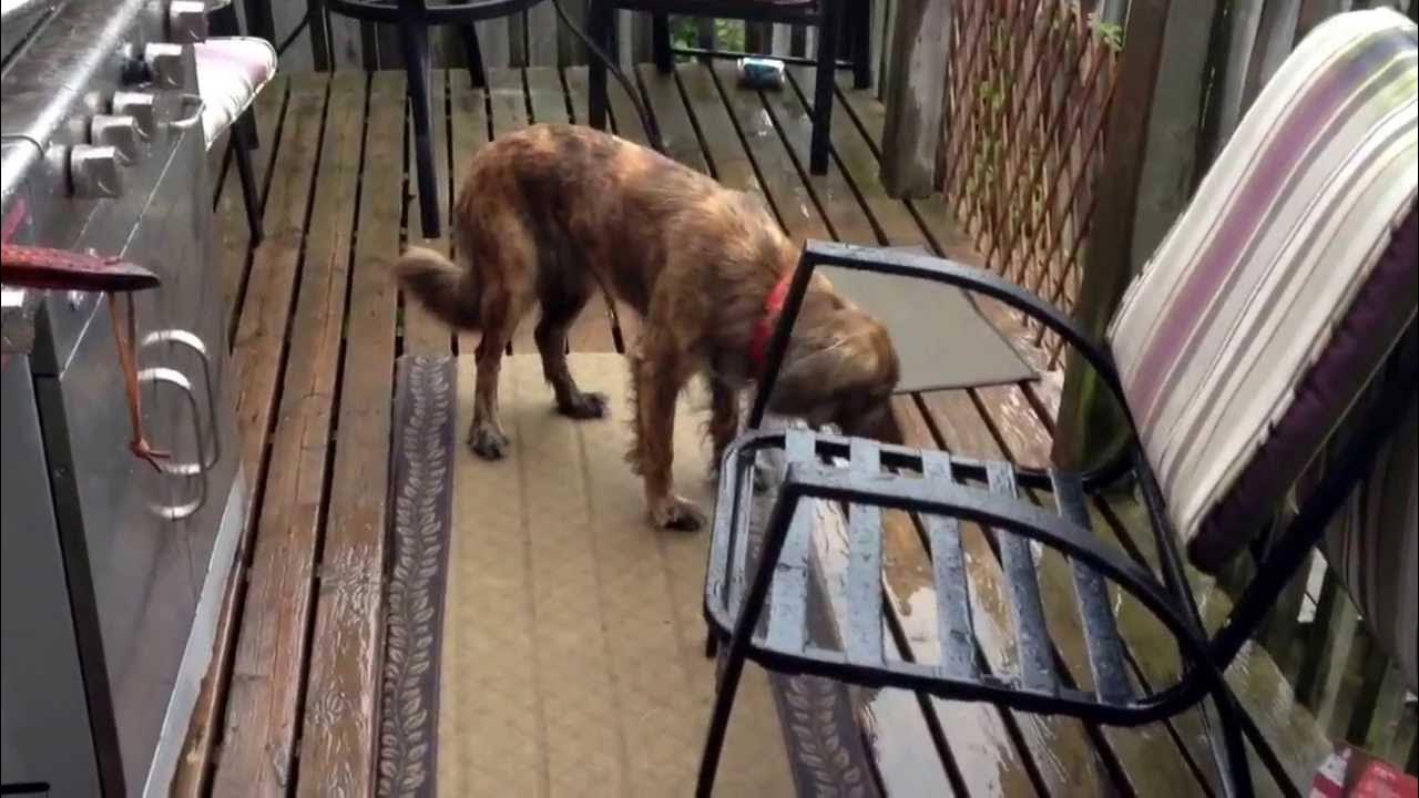 Cujo movie trailer ISU, final project - YouTube