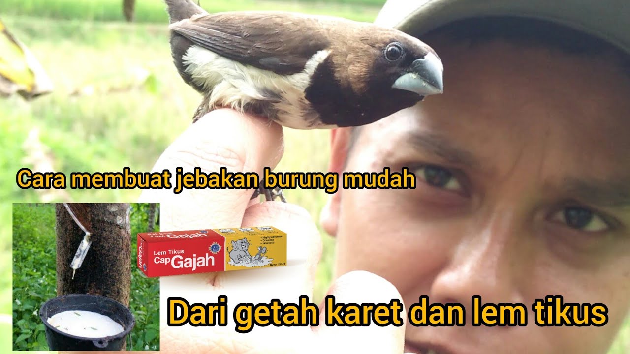 cara membuat jebakan burung mudah dari getah karet dan lem tikus - YouTube