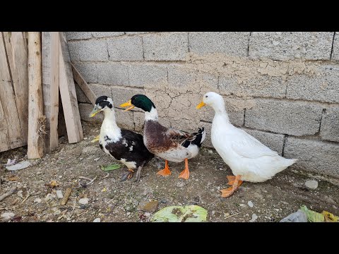 YEŞİLBAŞ ÖRDEK. TAVUK KÜMESİNDE YEŞİLBAŞ ÖRDEK YETİŞTİRİCİLİĞİ.
