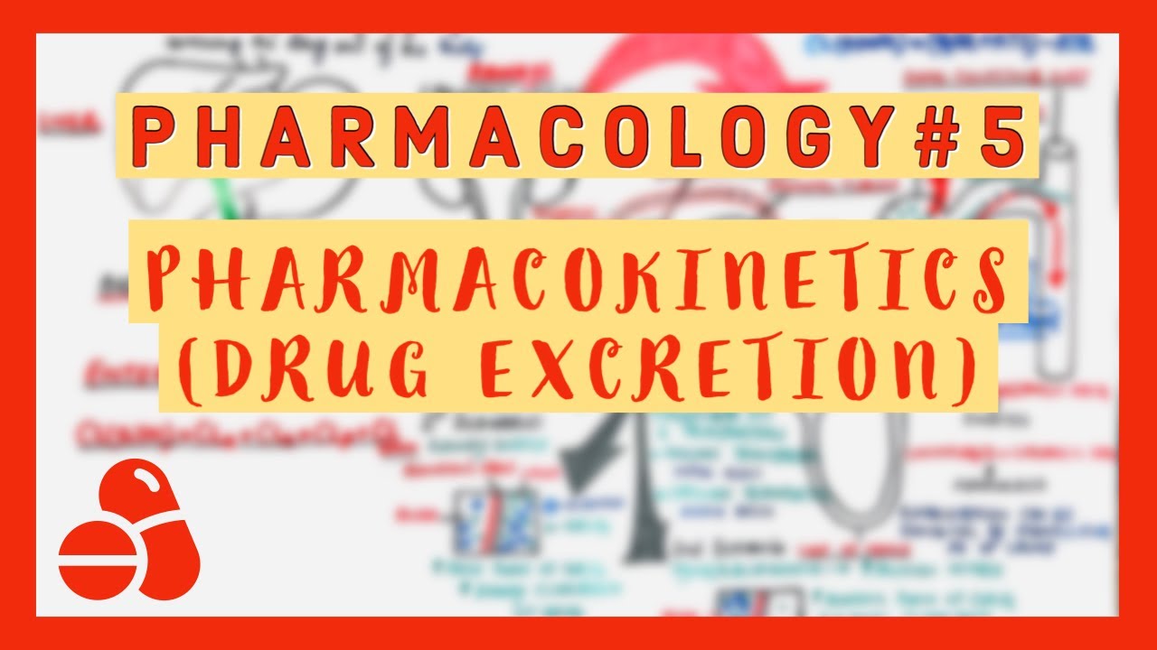 Pharmacology #5 - Pharmacokinetics (Drug Excretion) - YouTube