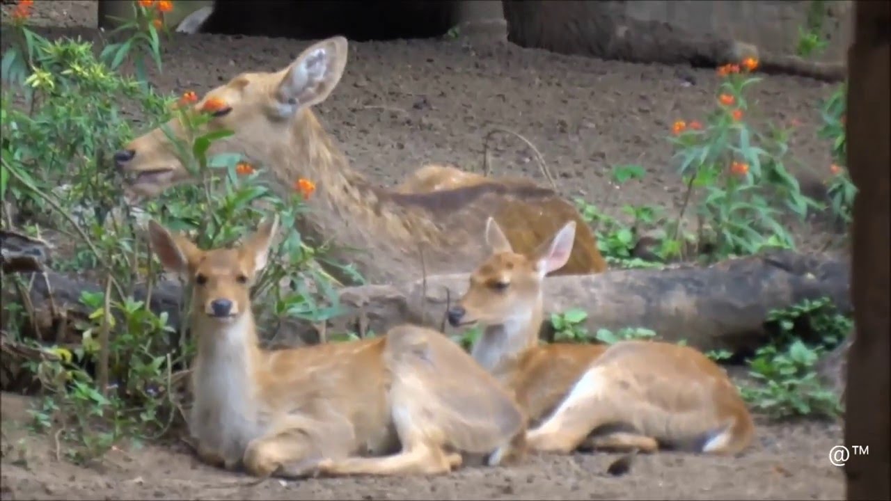 Different Types Of Deer YouTube different-types-of-deer-youtube
