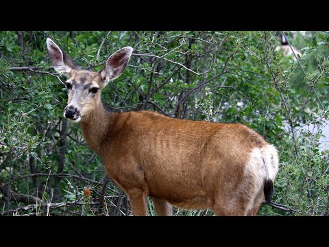 Forest Cam Live - YouTube