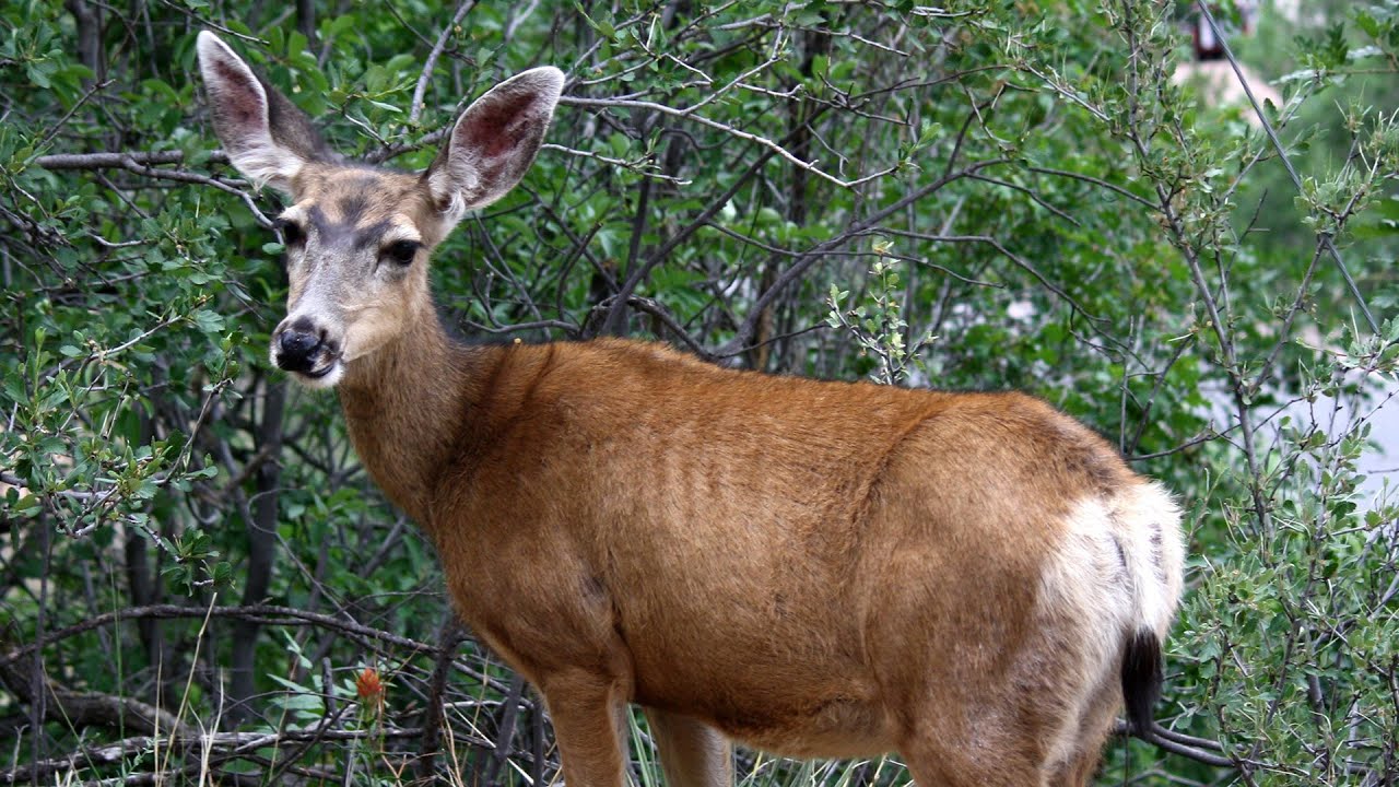 Forest Cam Live - YouTube