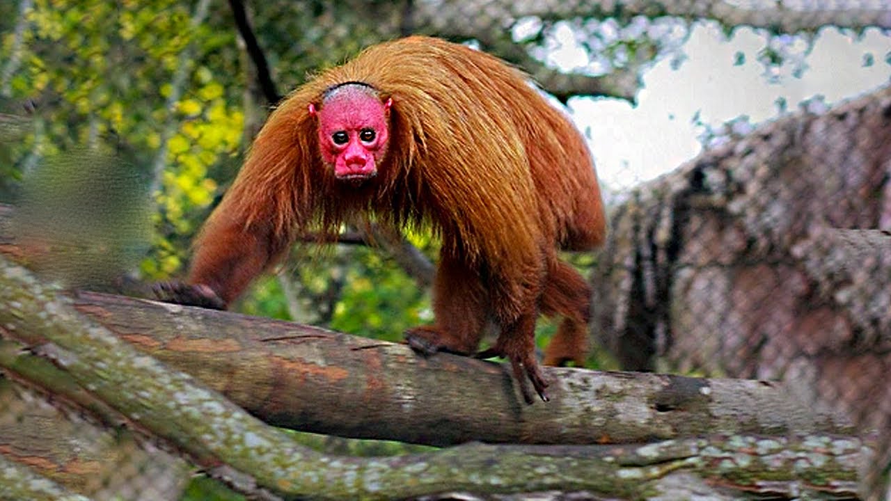 8 Strange Monkeys You Won't Believe Actually Exist - YouTube