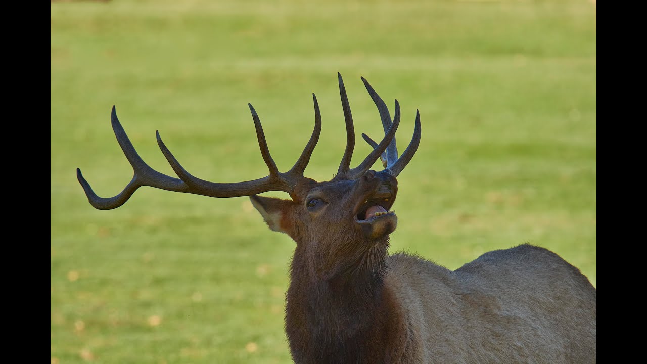 Nature Best Sounds - Rocky Mountain Bugling Elk During Rutting Season ...
