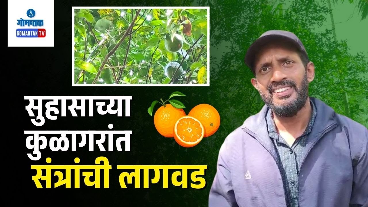 Orange Cultivation in Goa - Suhas Velip Finds Passion in Unique Orange ...