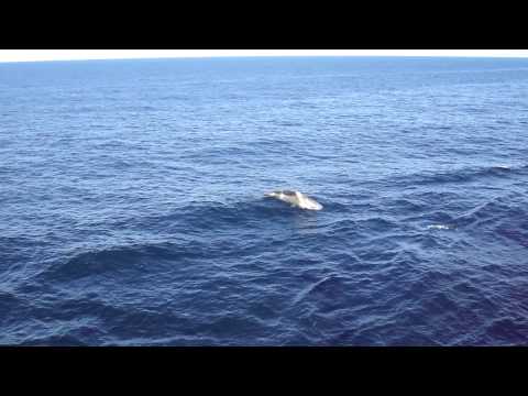 lochness monster (van gölü canavarı) found in mediterrian