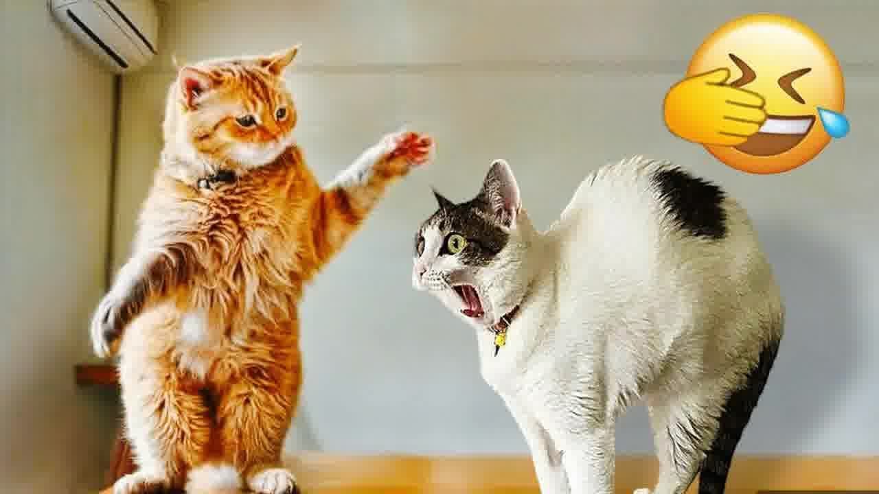 🐶 When Cats Are So Silly 😹🤣 Funny Cats Moments 🐱 - YouTube