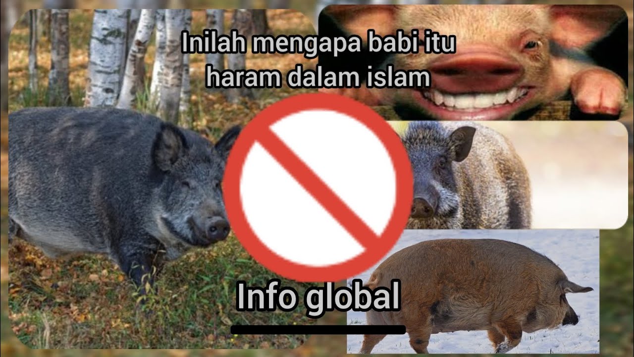 inilah mengapa babi itu haram dalam islam.. ||info global - YouTube