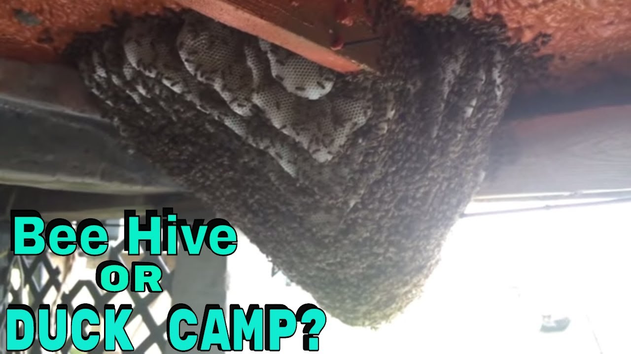 Huge Bee Hive Underneath Duck Camp! - YouTube