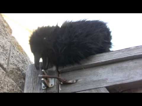 Real Raven Problem Solving - YouTube