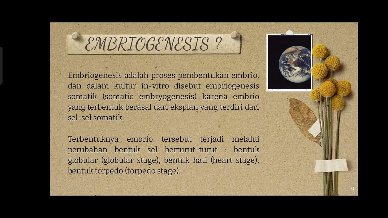 Regenerasi Tanaman Secara In Vitro melalui Fase Organogenesis dan ...