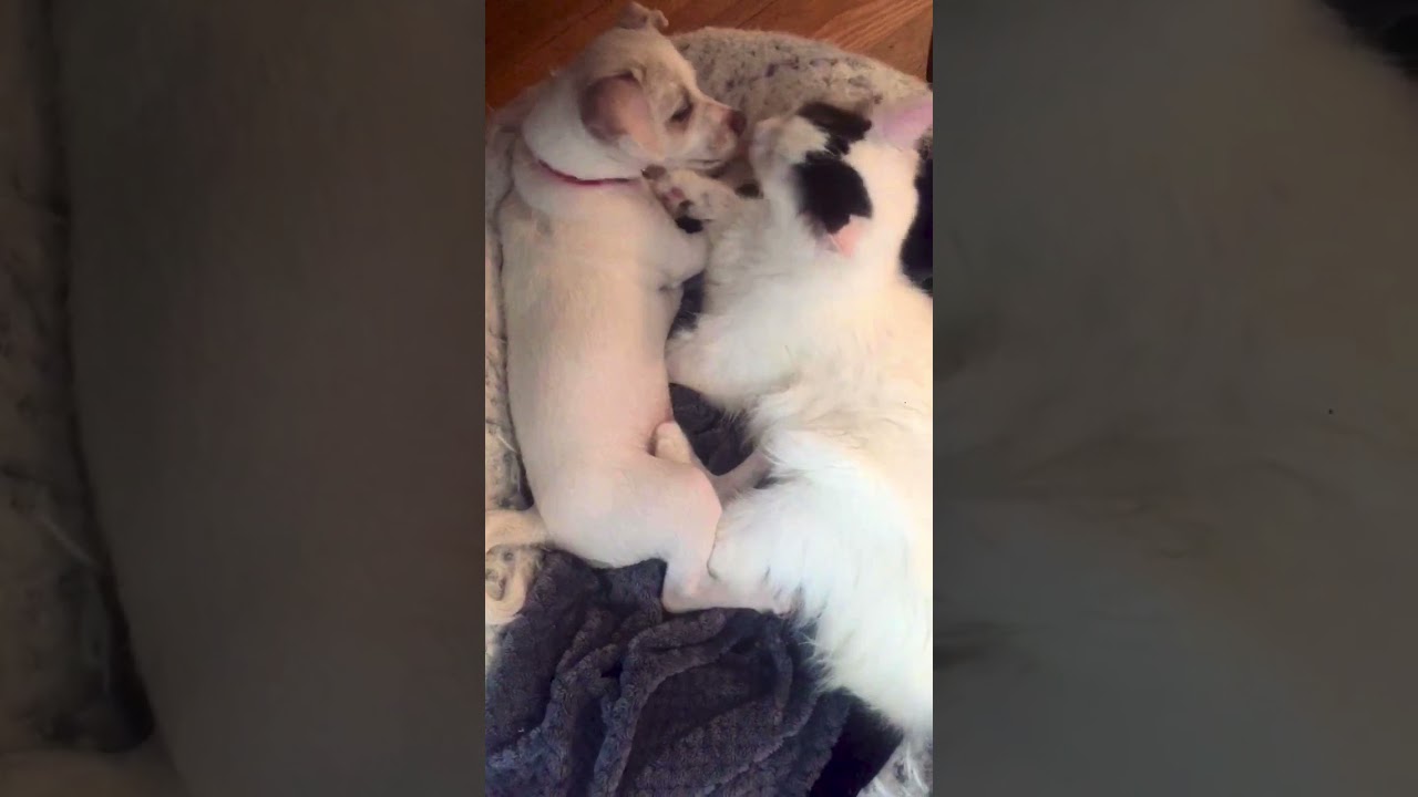 Penny the Chihuahua/Frenchie mix. - YouTube
