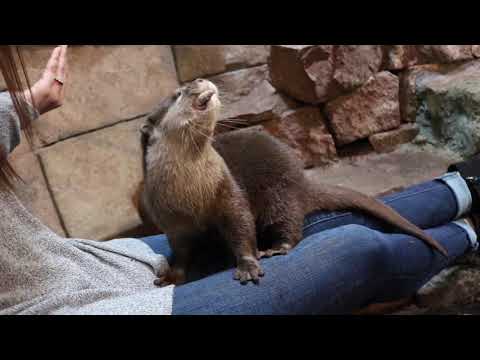 You can visit with baby otters and more at a Las Vegas aquarium