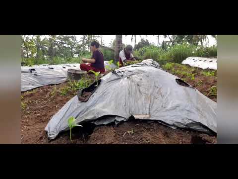 Bumil lagi mbantuin nanam cabe !!!