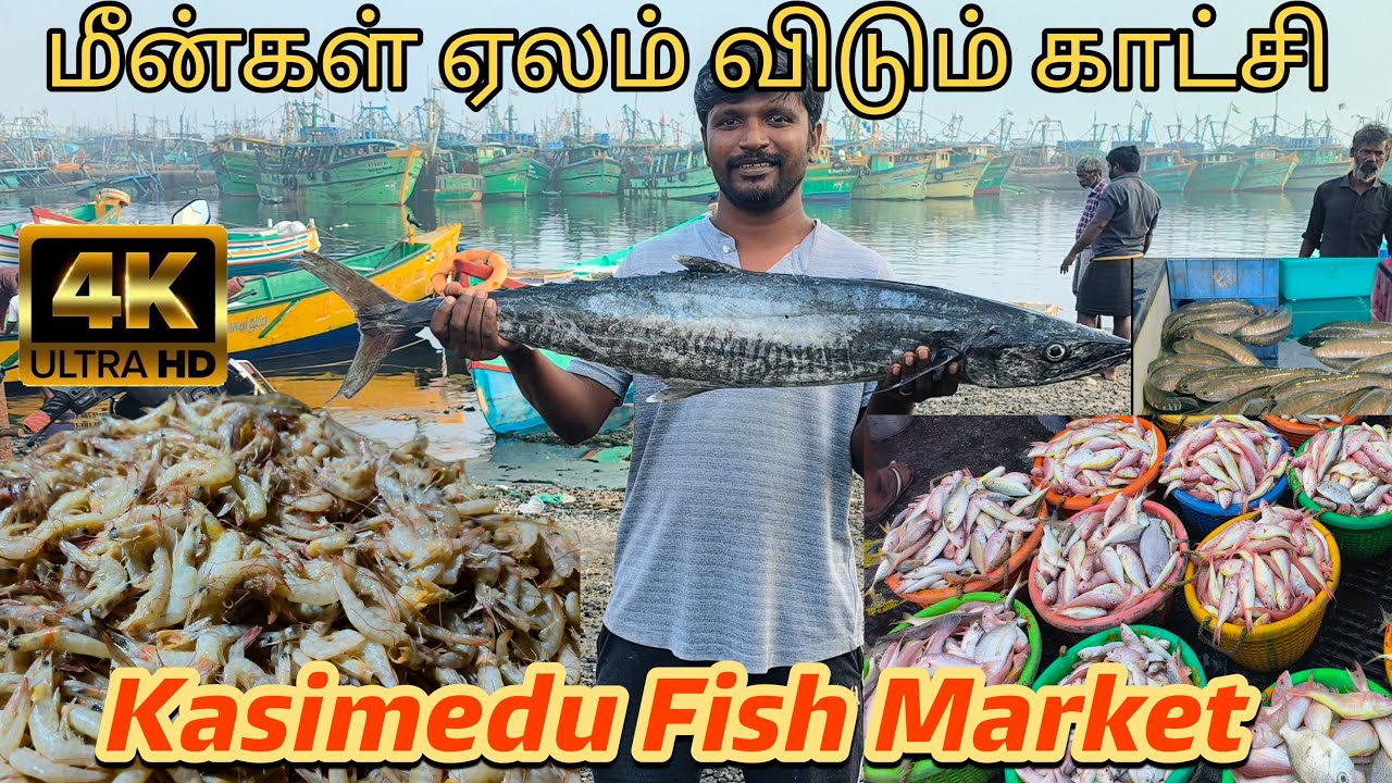 Kasimedu Fish Market | Fresh Fish Auction in Kasimedu | India's Biggest ...