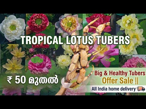 🛑 SOLDOUT 💥 ₹50 മുതൽ Tropical Lotus Tubers || Gift Tuber || All India Delivery 🚚