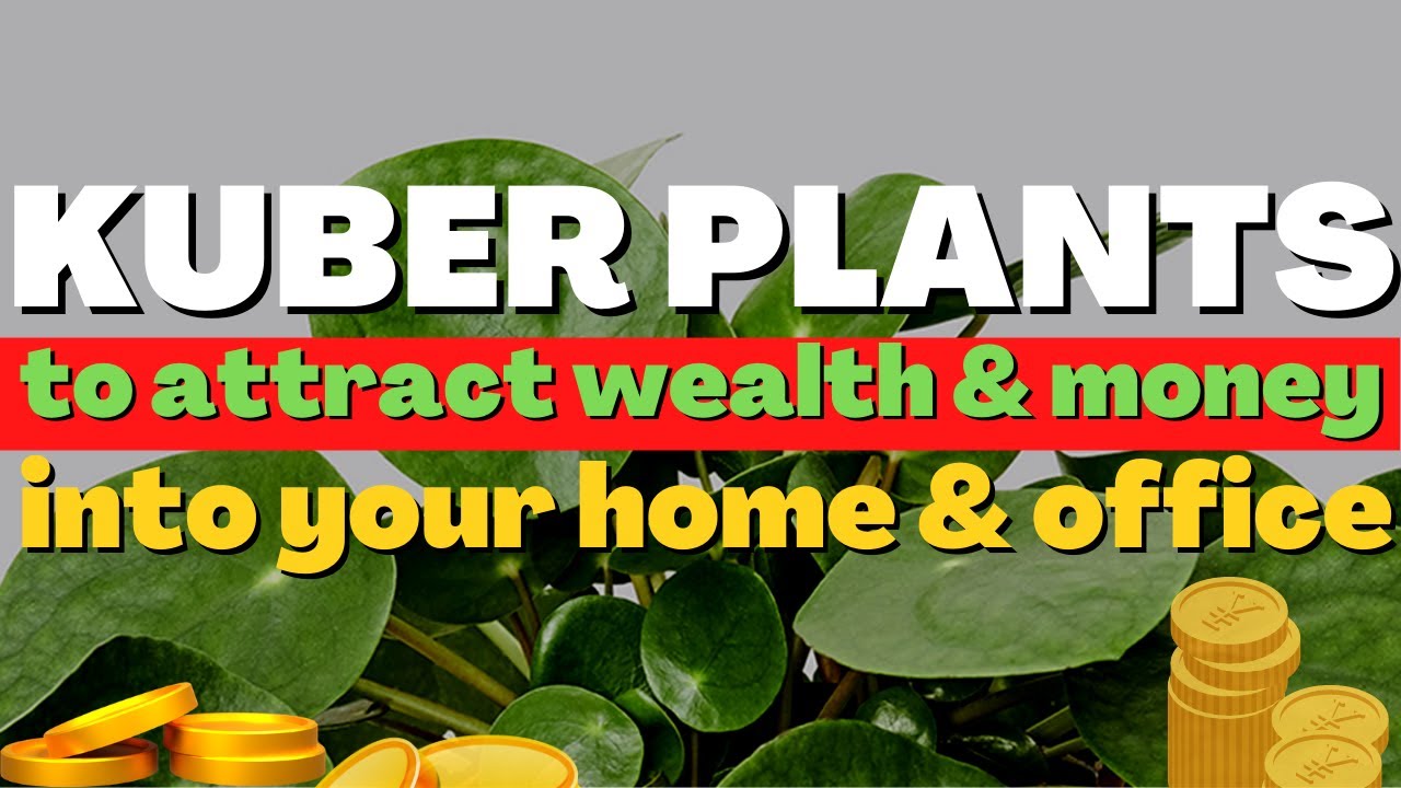 Best Kuber Plants that you have to grow for Good luck & Money - YouTube