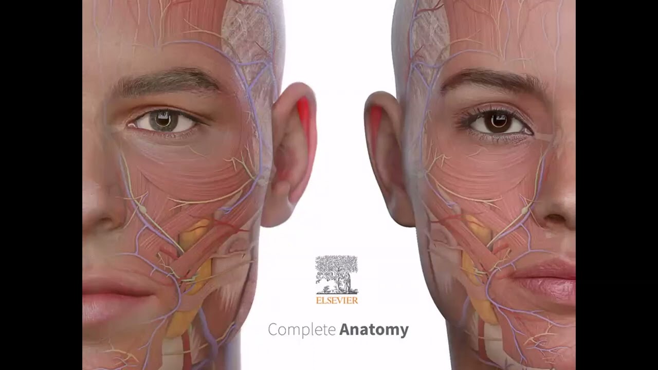 Complete Anatomy - ELSEVIER - YouTube