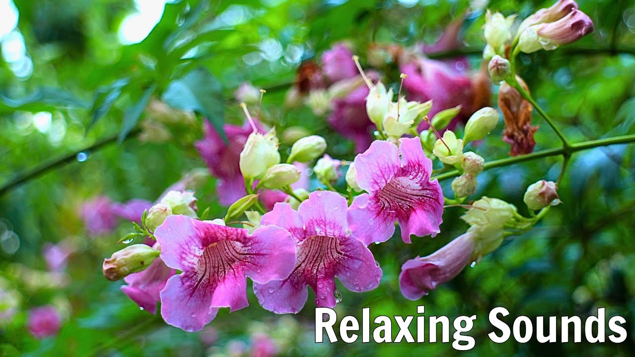 Mellow Music with Nature's Serenity 🍃 Calm Your Spirit, Find Inner ...