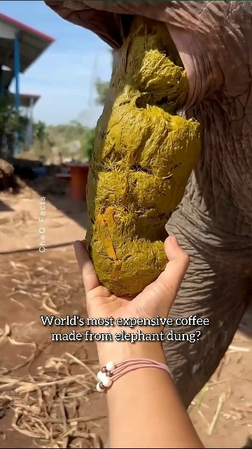 How Elephant Poop Is Used For Making Coffee? - YouTube