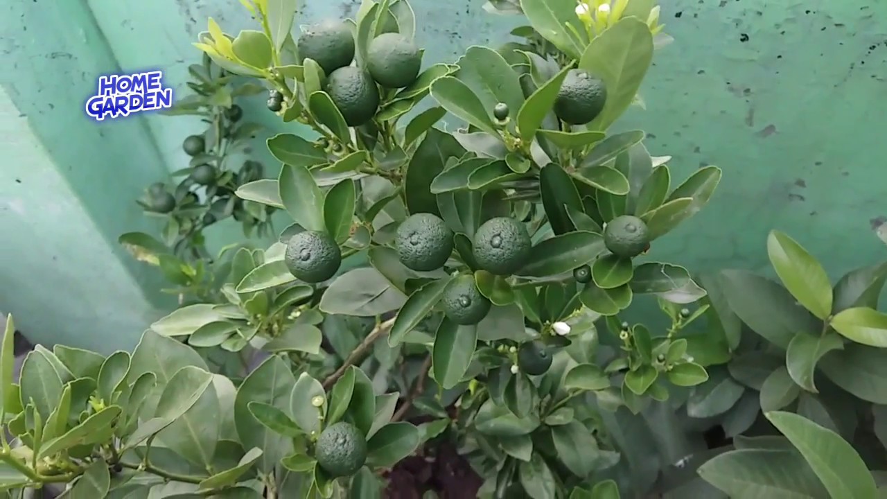 How to Grow Lemon In pot || भरपूर नीबू कैसे पायें - YouTube