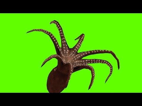 octopus green screen video please like subscribe my channel - YouTube