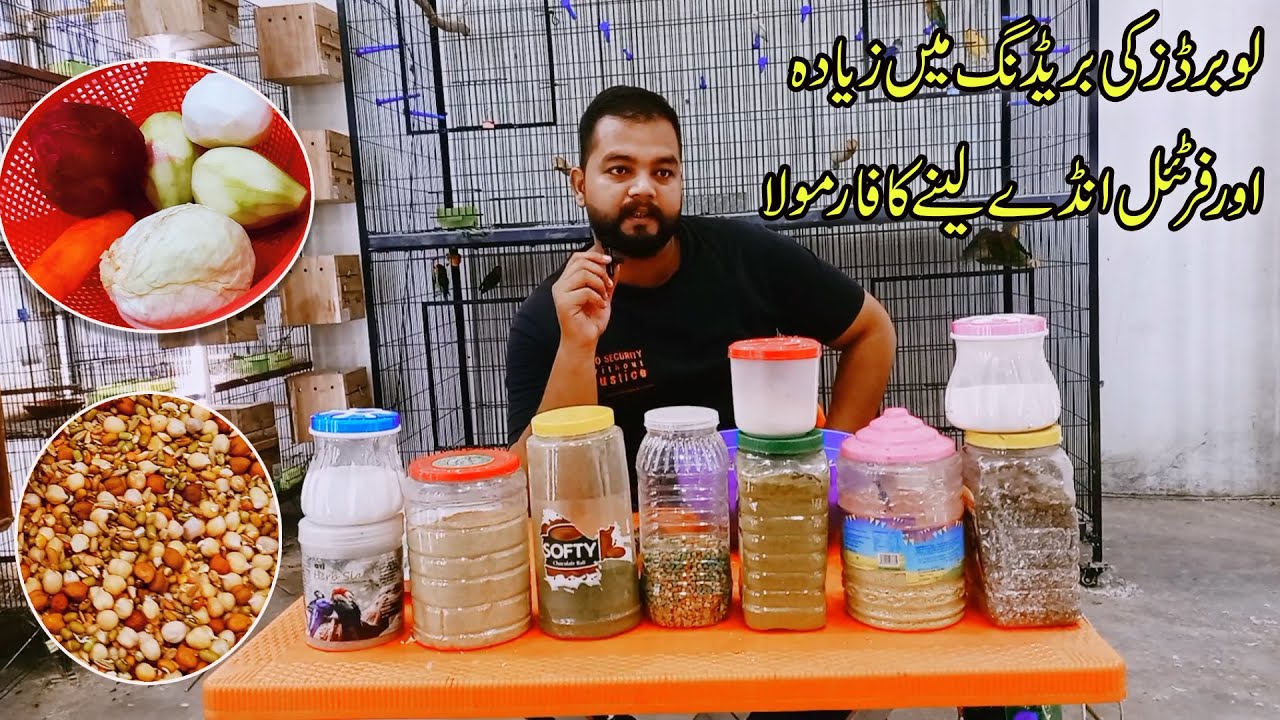 Love Bird Breeding Formula| Love Bird SoftFood Kesy Tiyar Hota Hy ...